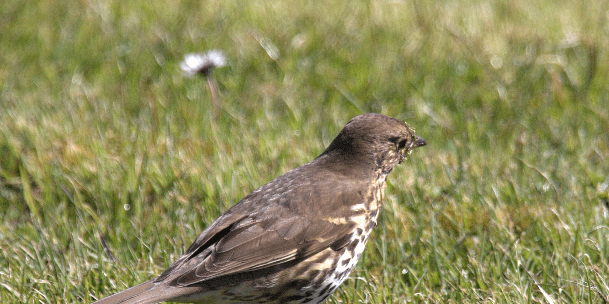 Wild East Lothian: Delight in the Abundant Local Birdlife